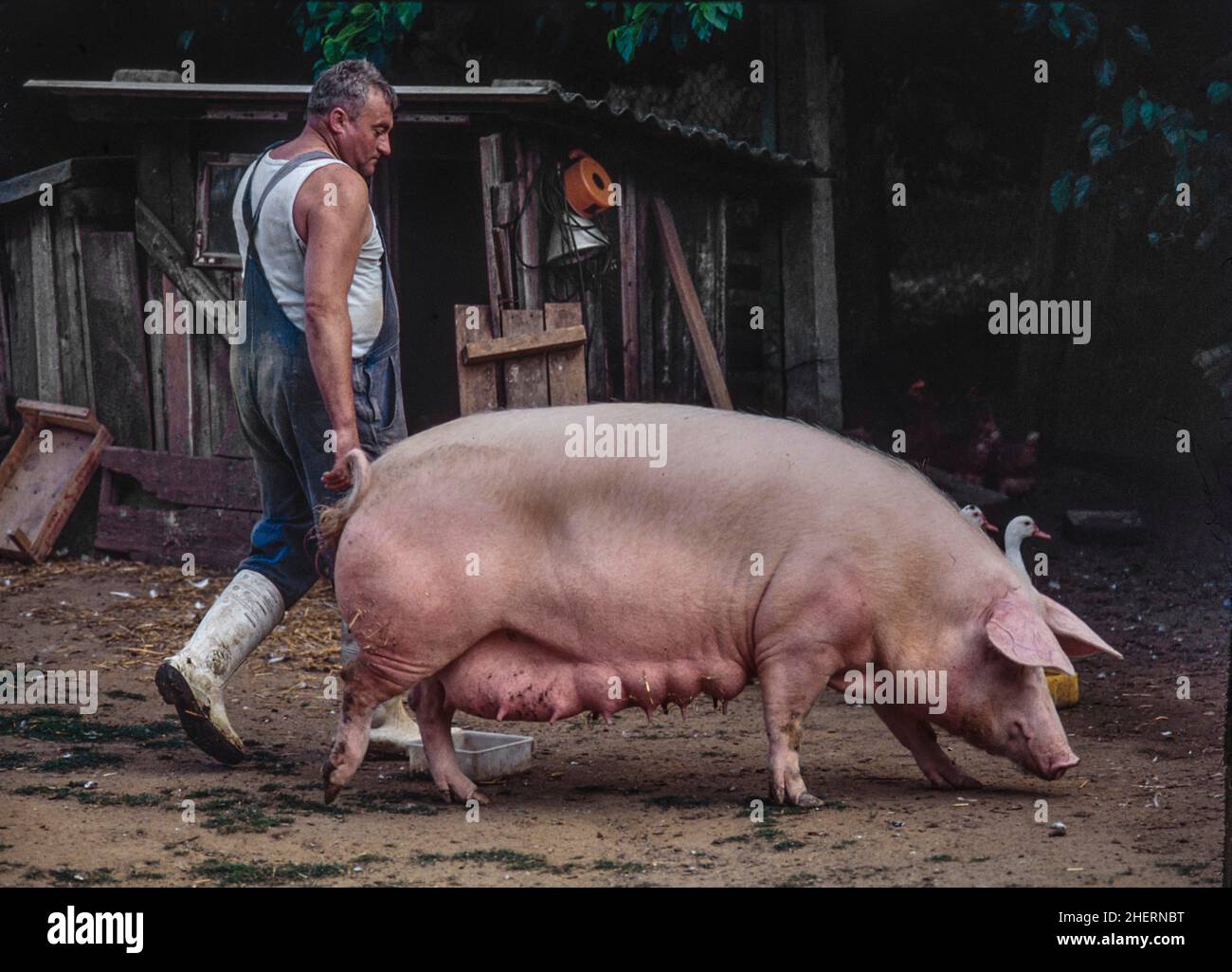 Man farmer farming lead hi-res stock photography and images - Alamy