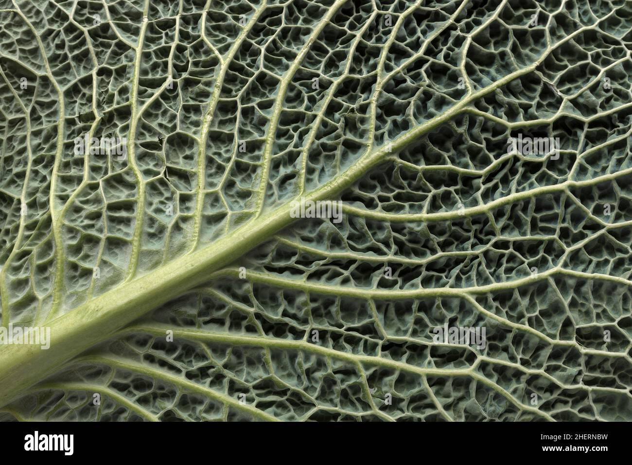 Leaf structure of a vegetable cabbage (Brassica oleracea var. sabauda ...
