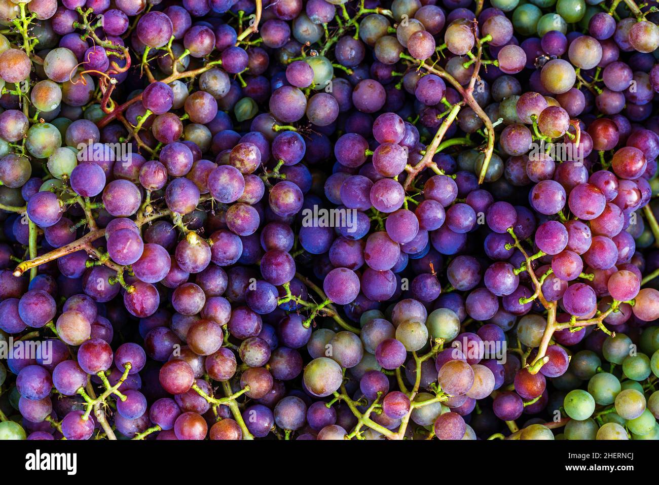 Ripe violet and green grapes macro. Grape used for making wine Stock ...