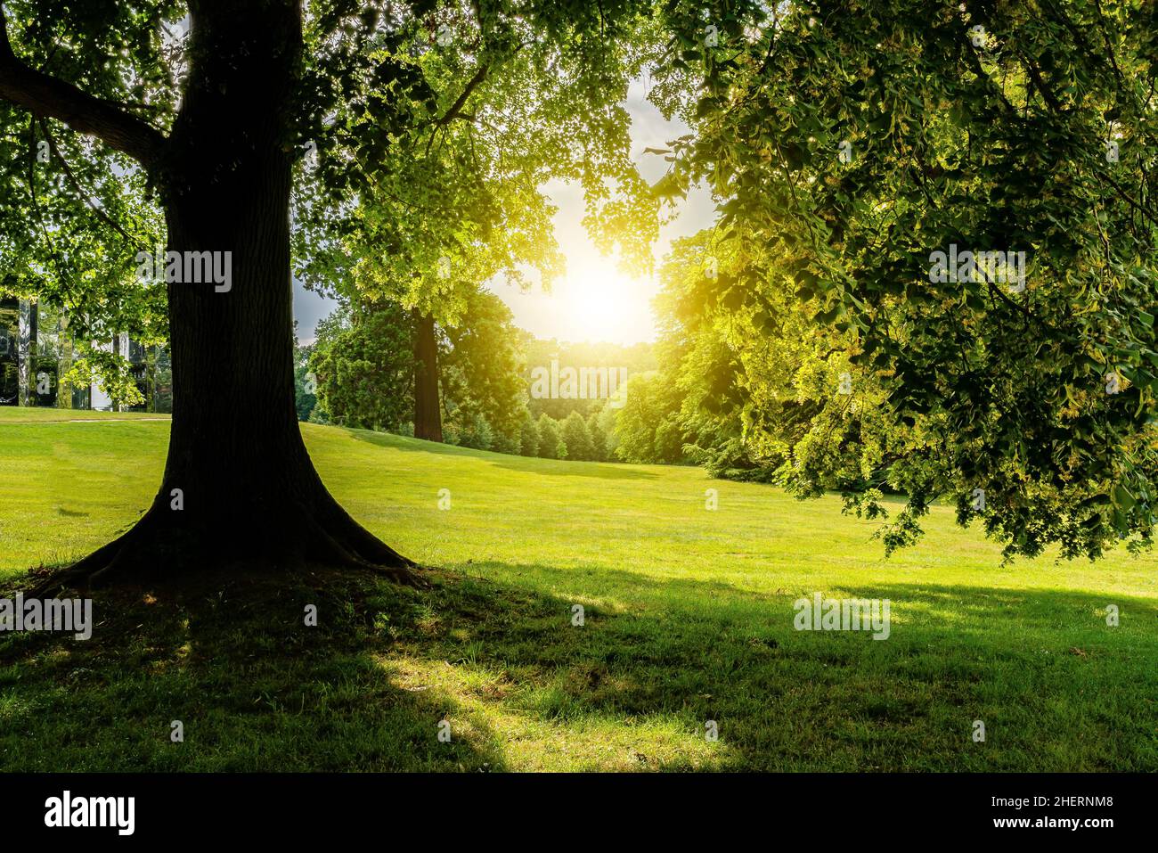 Shadow under tree hi-res stock photography and images - Alamy