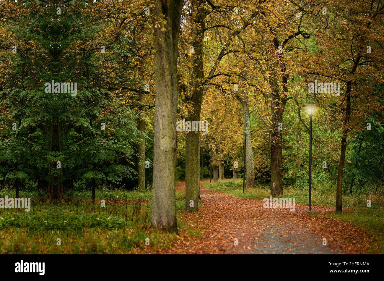 Street surrounded by trees, a path surrounded by large trees, a path ...
