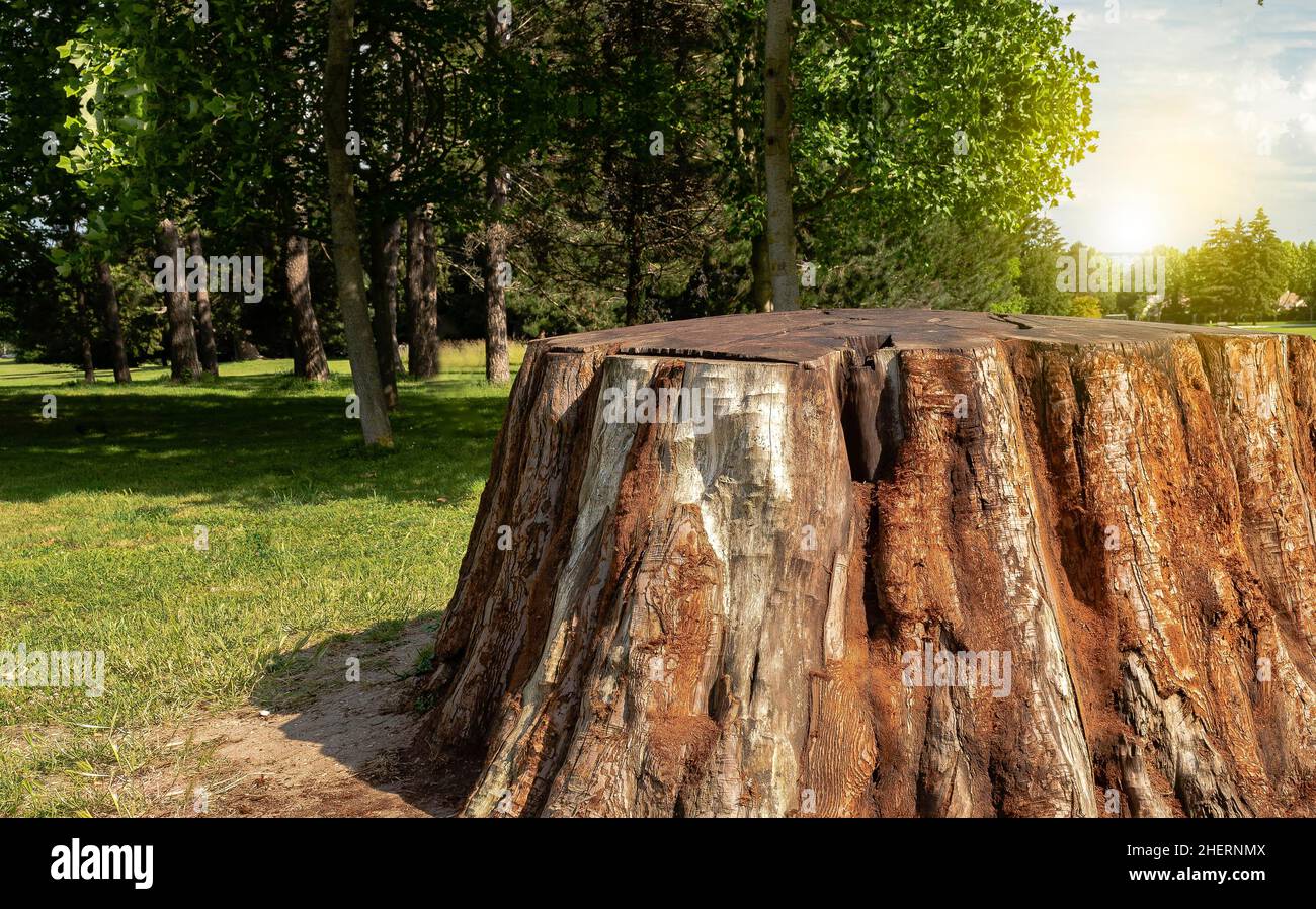 Close up of a cut tree trunk, concept of a stripped tree, concept of ...