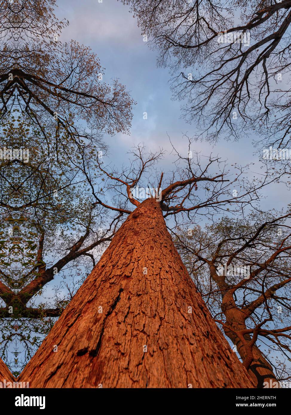 Low angle of a lush tree at sunset, low angle of a tree with clouds in ...