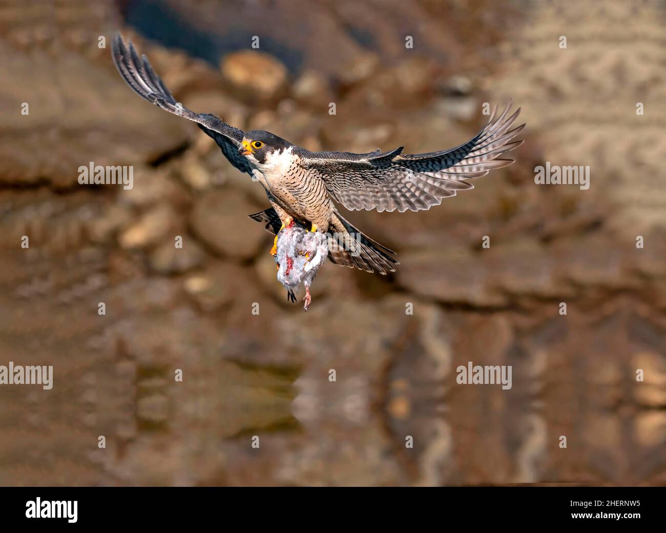 Fish fly underwater hi-res stock photography and images - Alamy