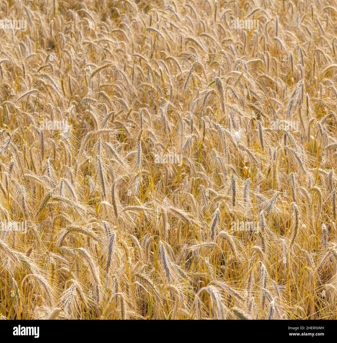 background of ripe corn field in golden colors Stock Photo - Alamy