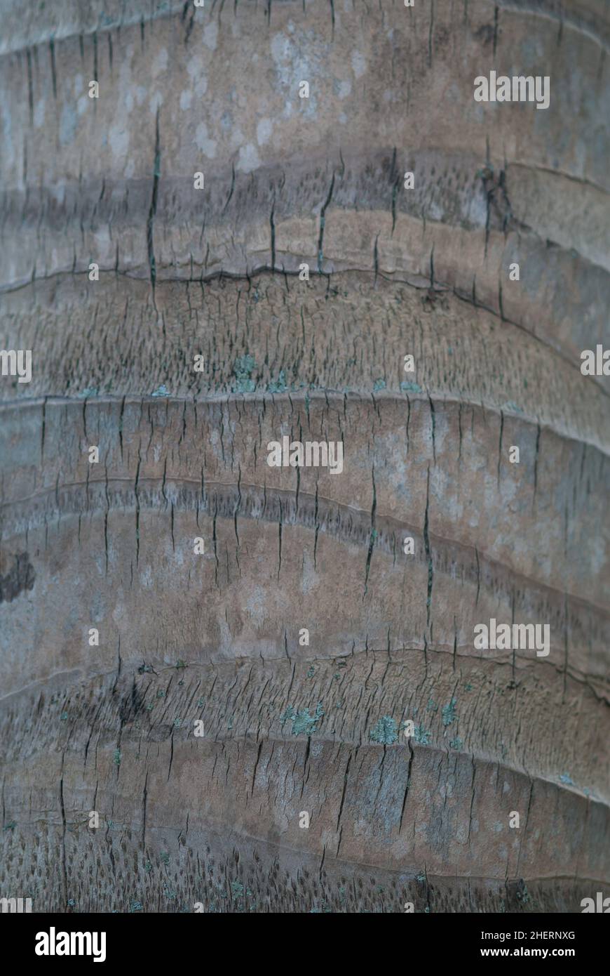 Close up abstract tree bark texture background. Selective focus Stock ...