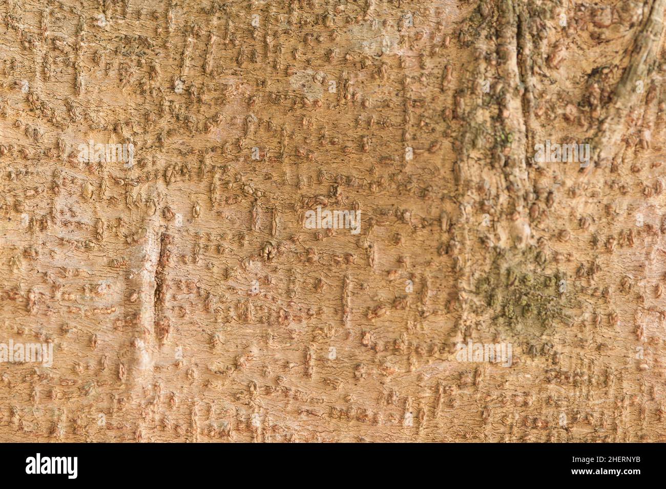 Close up abstract tree bark texture background. Selective focus Stock ...