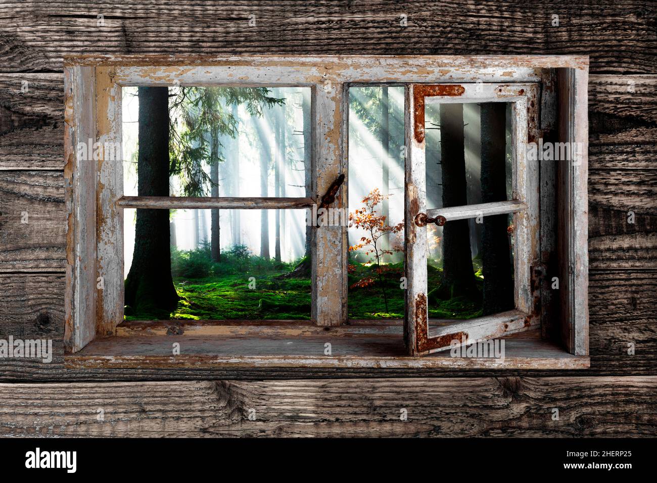 View through a rustic wooden window into the cloud forest, Hinterzarten ...