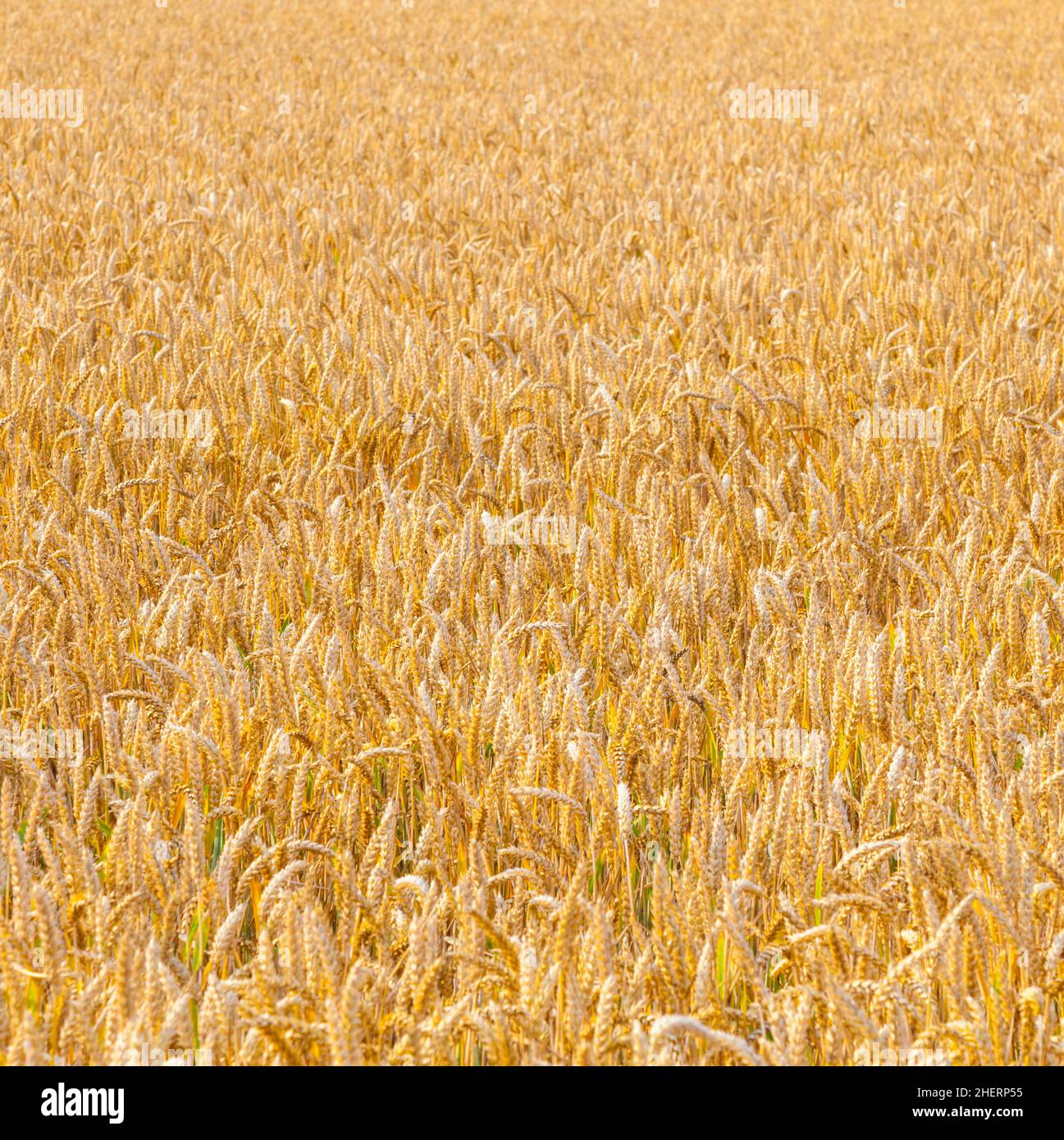 Colors of ripe corn field hi-res stock photography and images - Alamy