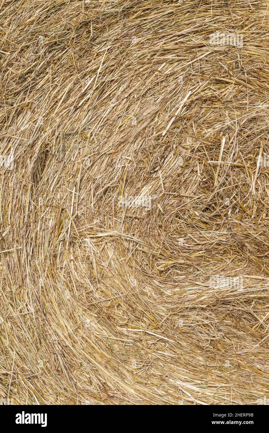 detail of bale of straw in golden color Stock Photo - Alamy