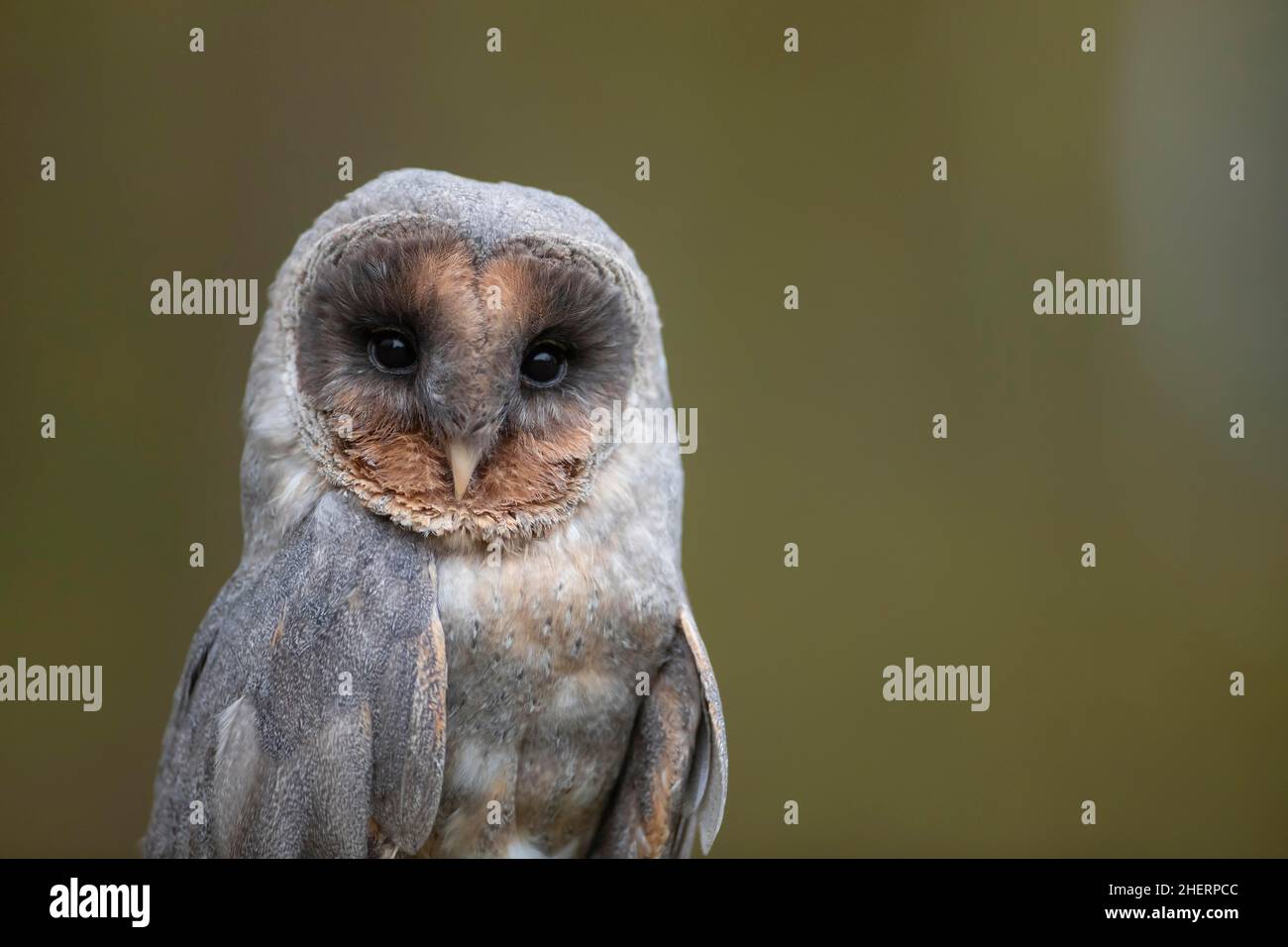 Barn owl (Tyto alba) adult bird in its dark form head portrait, Norfolk ...