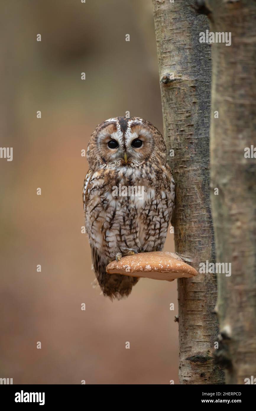 Tawny owl (Strix aluco) adult bird sitting in fallen autumn leaves ...