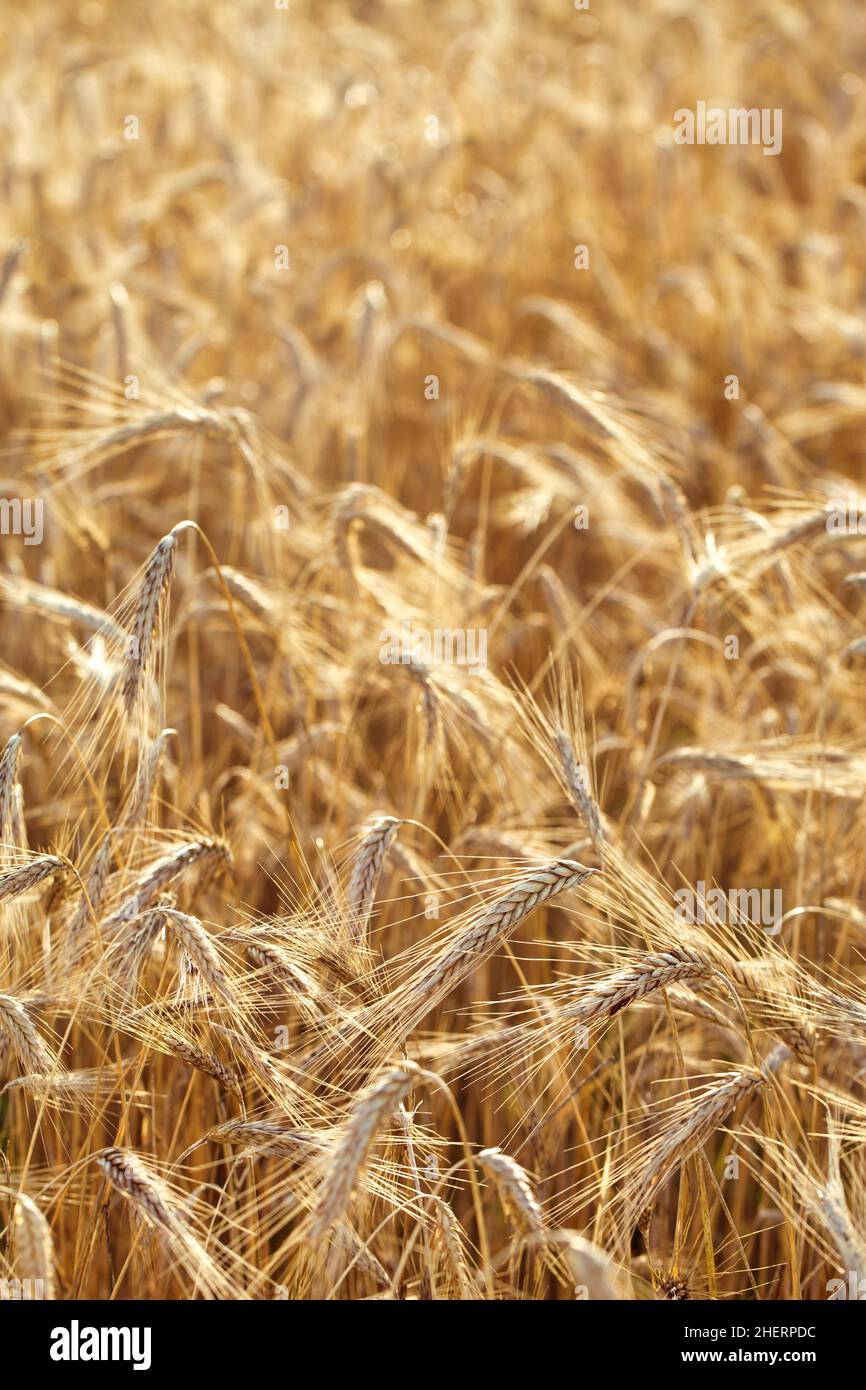 Golden rye field under the summer sun, ripe ears of wheat. Agriculture ...