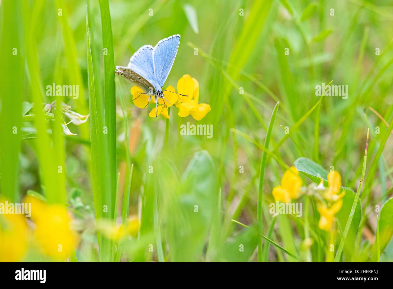 Adonis blue (Polyommatus bellargus) on common bird's-foot trefoil ...