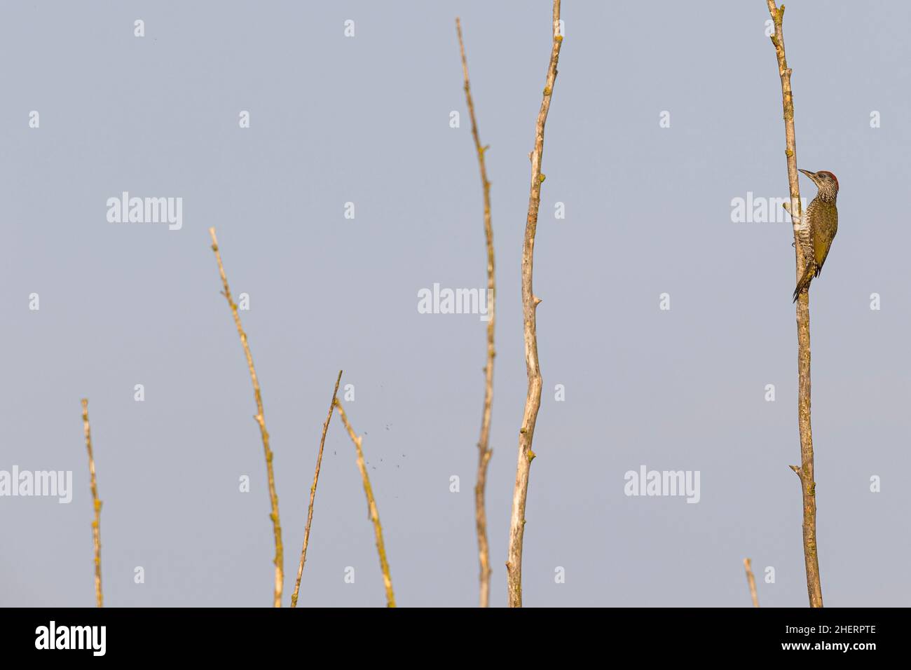 European green woodpecker (Picus viridis), young bird climbing a dead ...