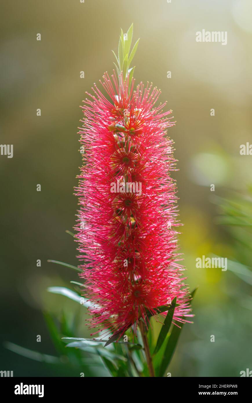 Red Callistemon flowers in the tropical garden of Bali, Indonesia ...