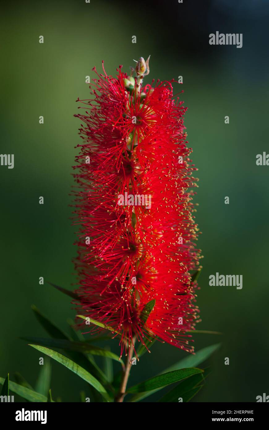 Red Callistemon flowers in the tropical garden of Bali, Indonesia ...