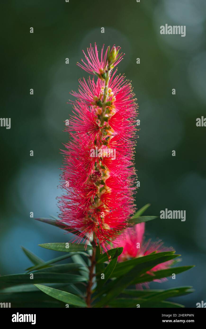 Red Callistemon flowers in the tropical garden of Bali, Indonesia ...