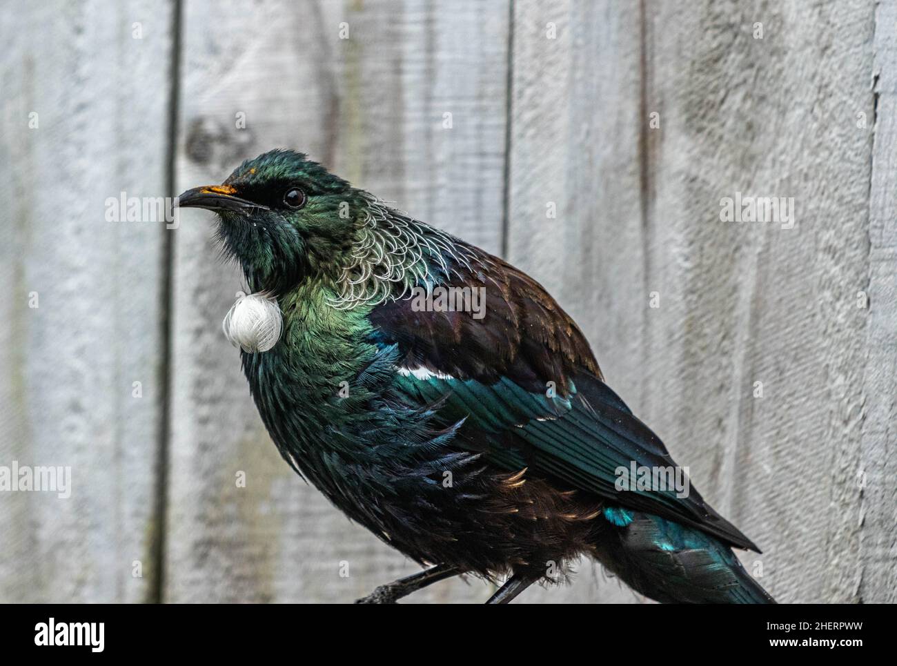 Fluffed up Tui Stock Photo - Alamy