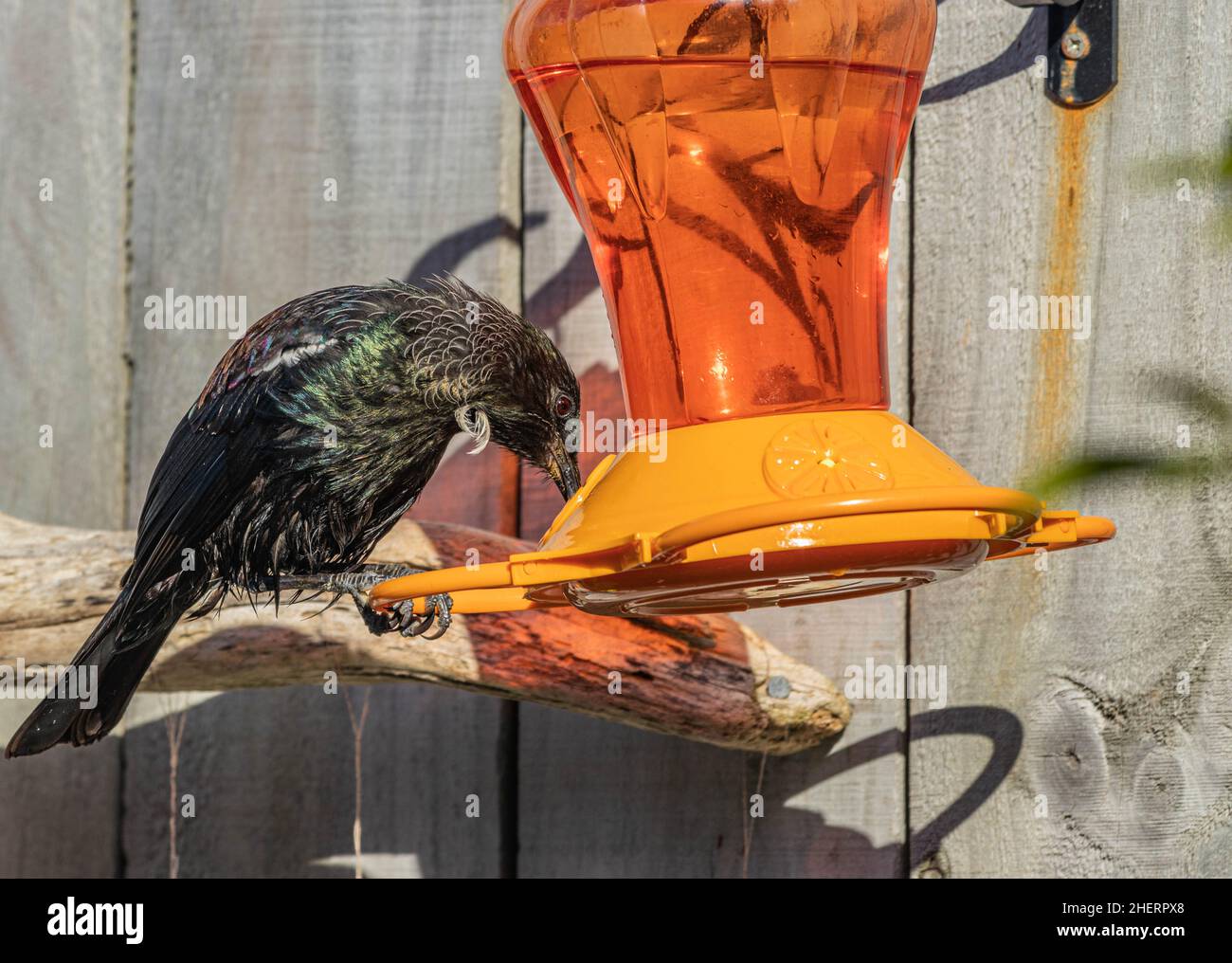 Adult Tui on Feeder Stock Photo - Alamy