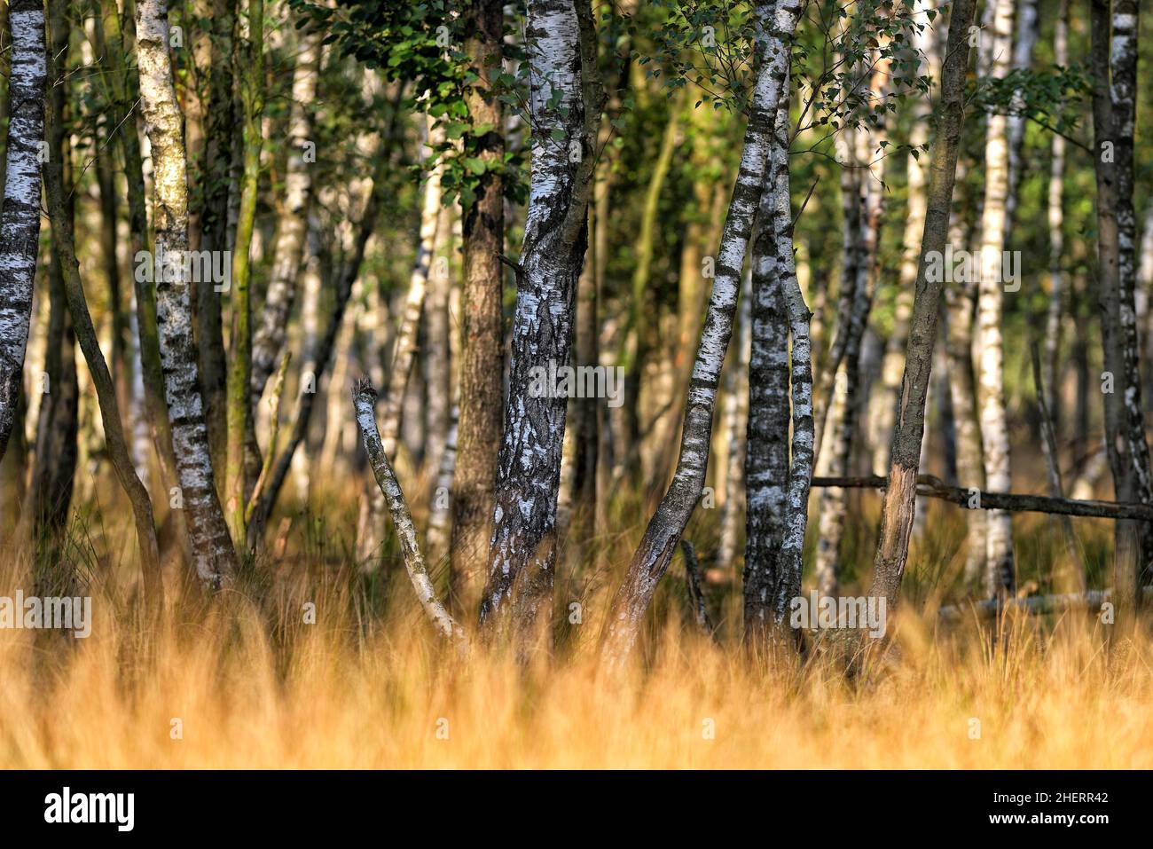 Warty birch (Betula pendula) with grass, Lower Rhine, North Rhine ...