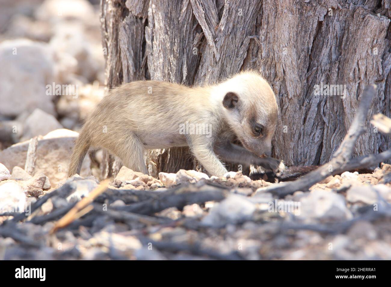 Baby meerkat hi-res stock photography and images - Alamy