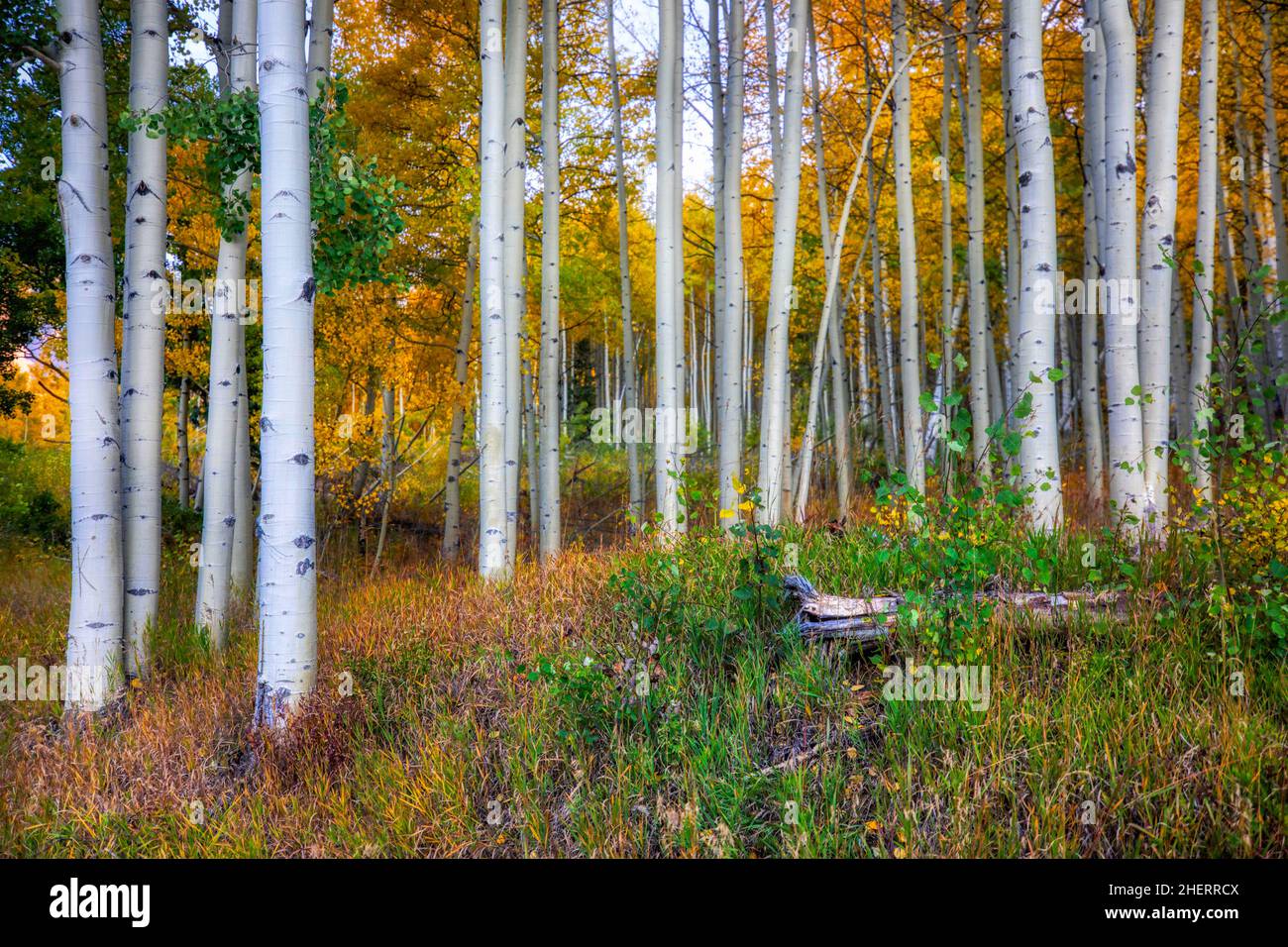 Aspen groove hi-res stock photography and images - Alamy