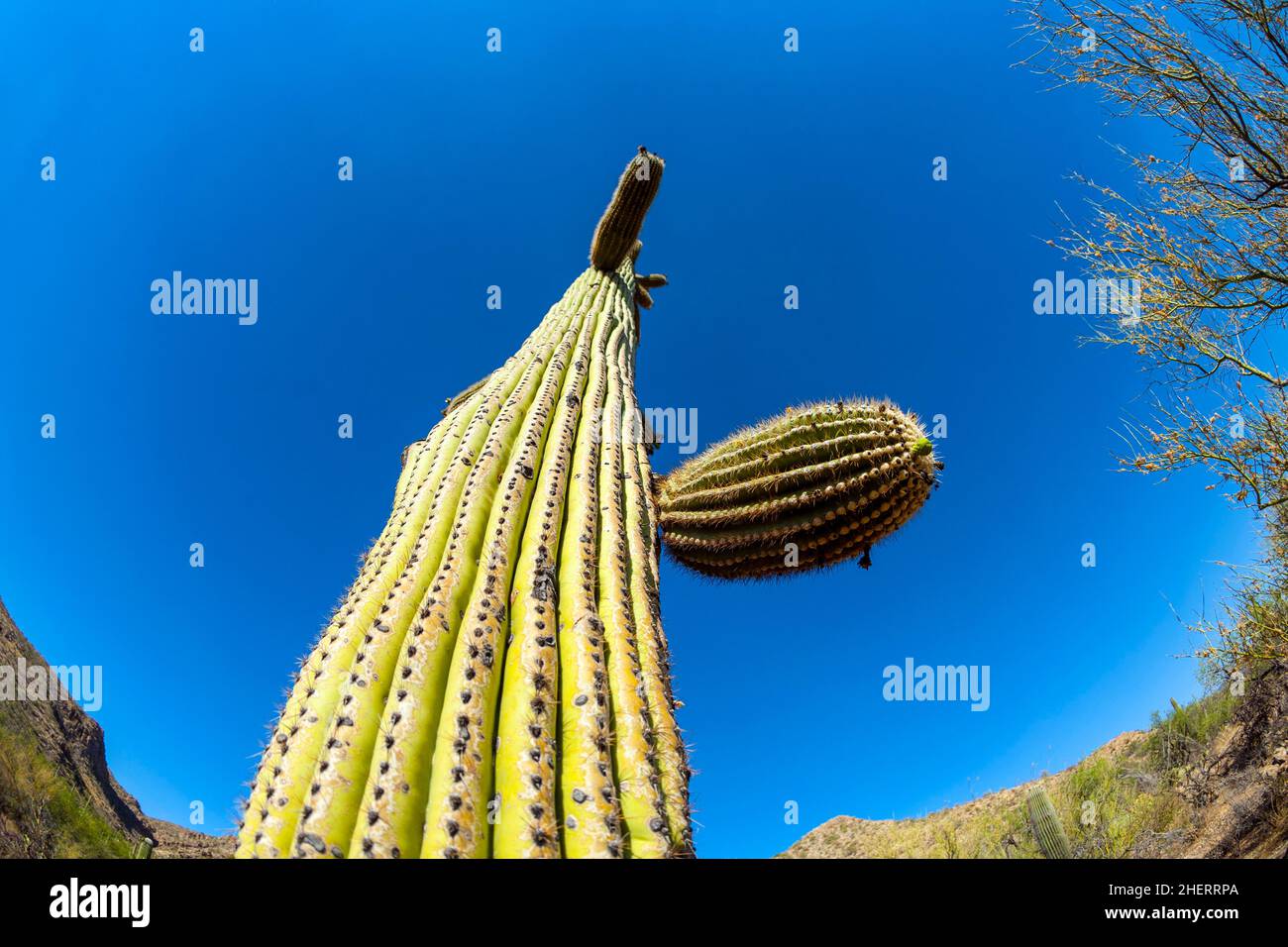 beautiful green cacti in landscape Stock Photo - Alamy