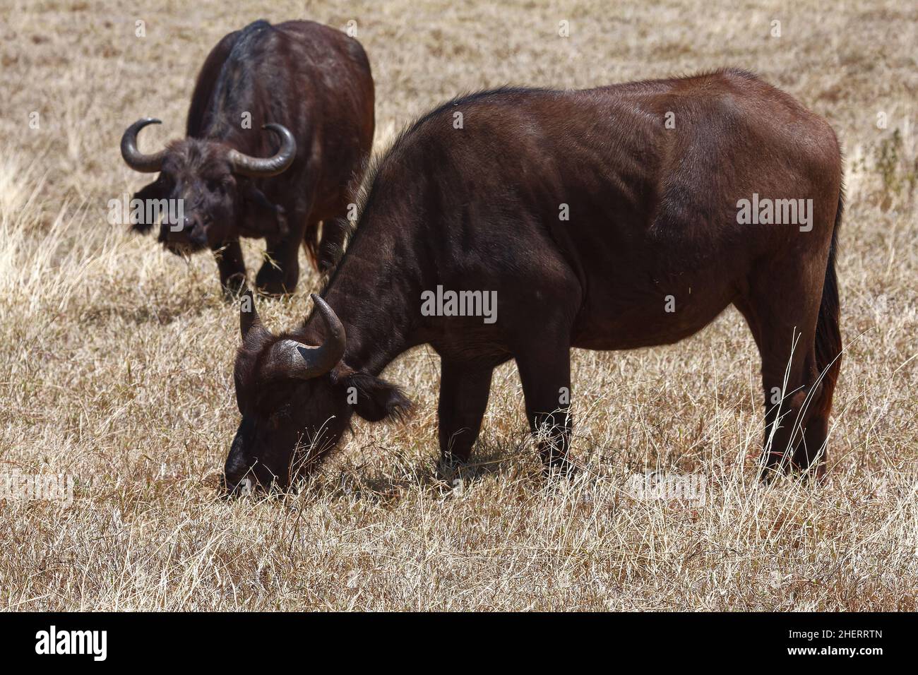 Young Cape buffalo grazing, African Buffalo, Syncerus caffer, large ...