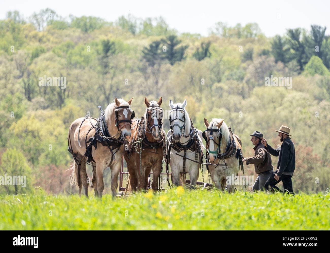 Lancaster County, Pennsylvania-May 7, 2020: Amish farmers with team of ...