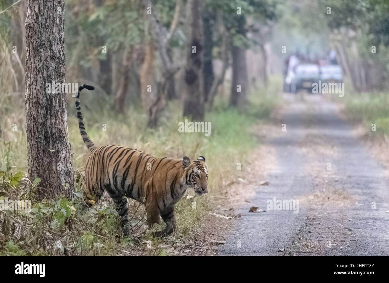 Indian Bengal Tiger (Panthera tigris tigris) in the forest of north ...