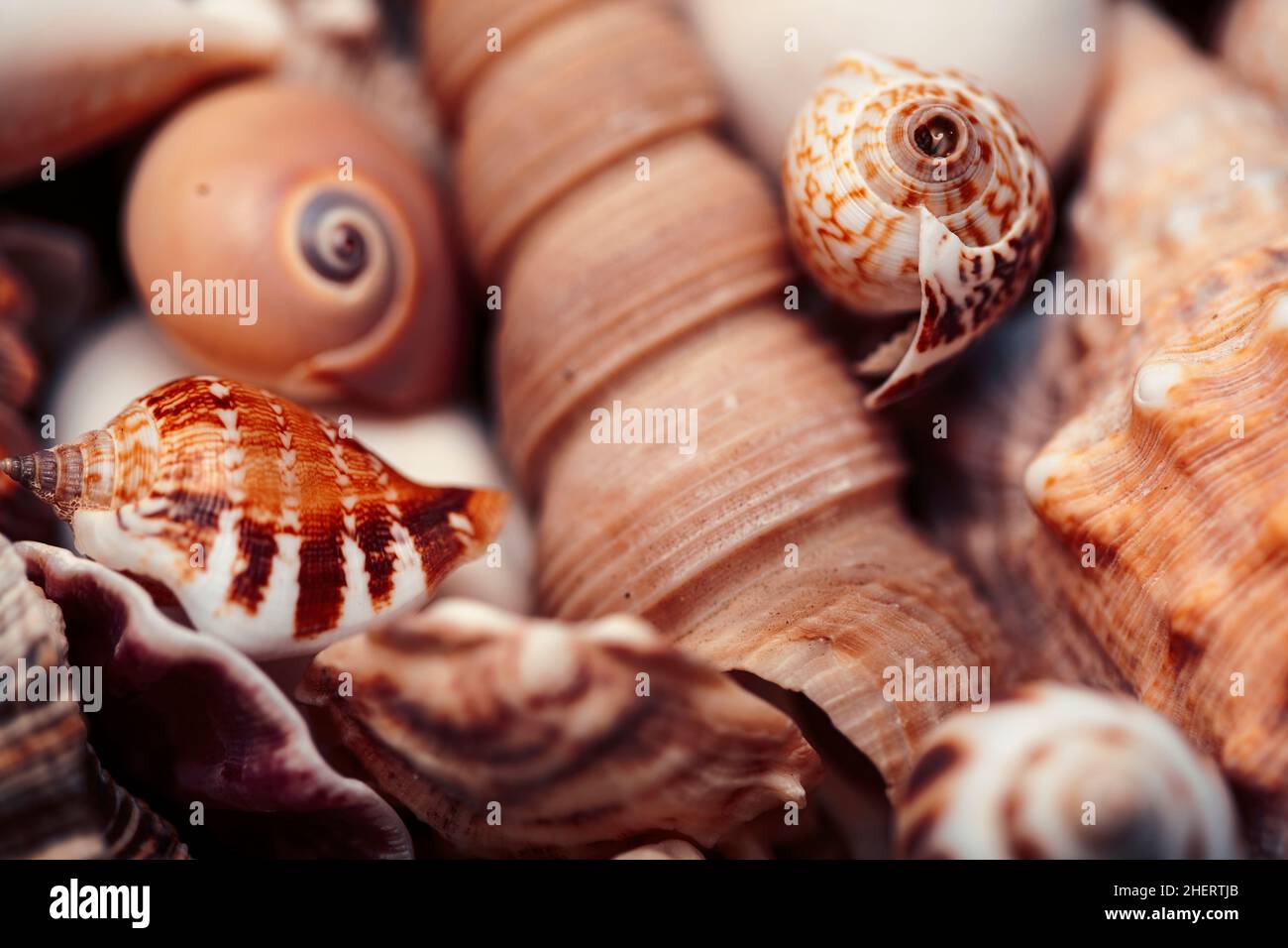 a lot of different empty sea shells, natural background, macro details ...
