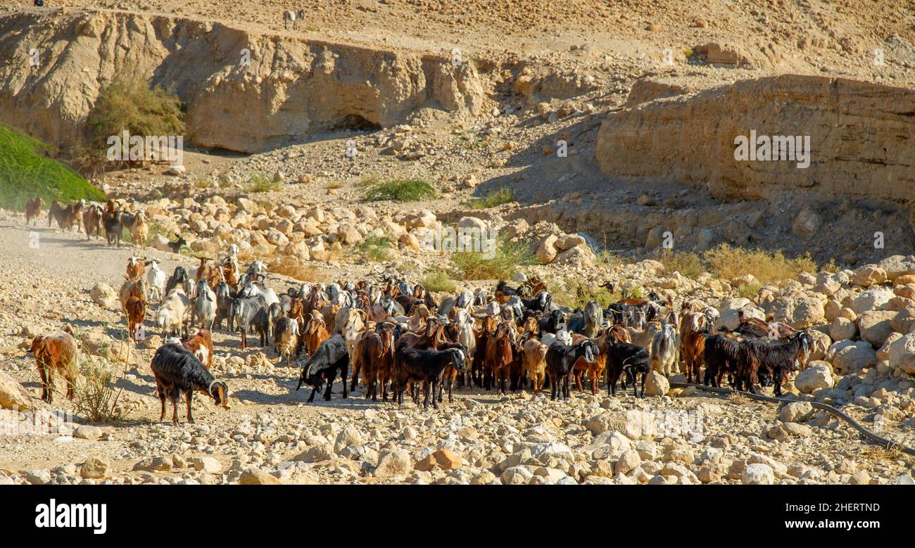 Goats with shepherd in Jordan Stock Photo - Alamy