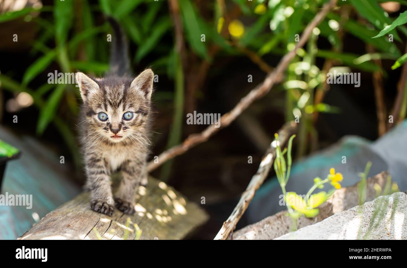 Cute striped kitten cat on rural background. Stray kitty living in ...