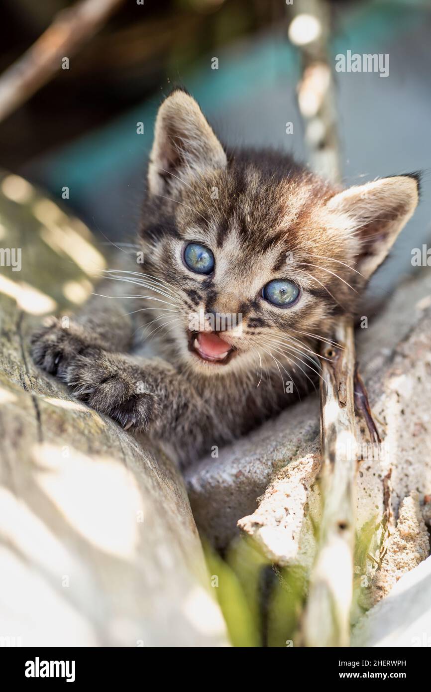 Cute stray kitten outdoors on rural background Stock Photo - Alamy