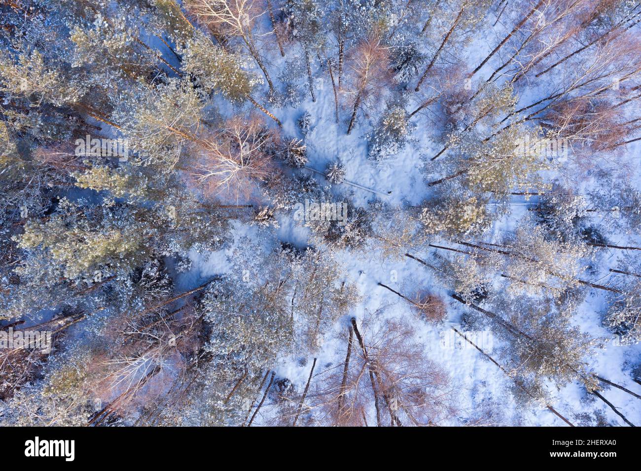 Trees from above with snow in winter hi-res stock photography and ...