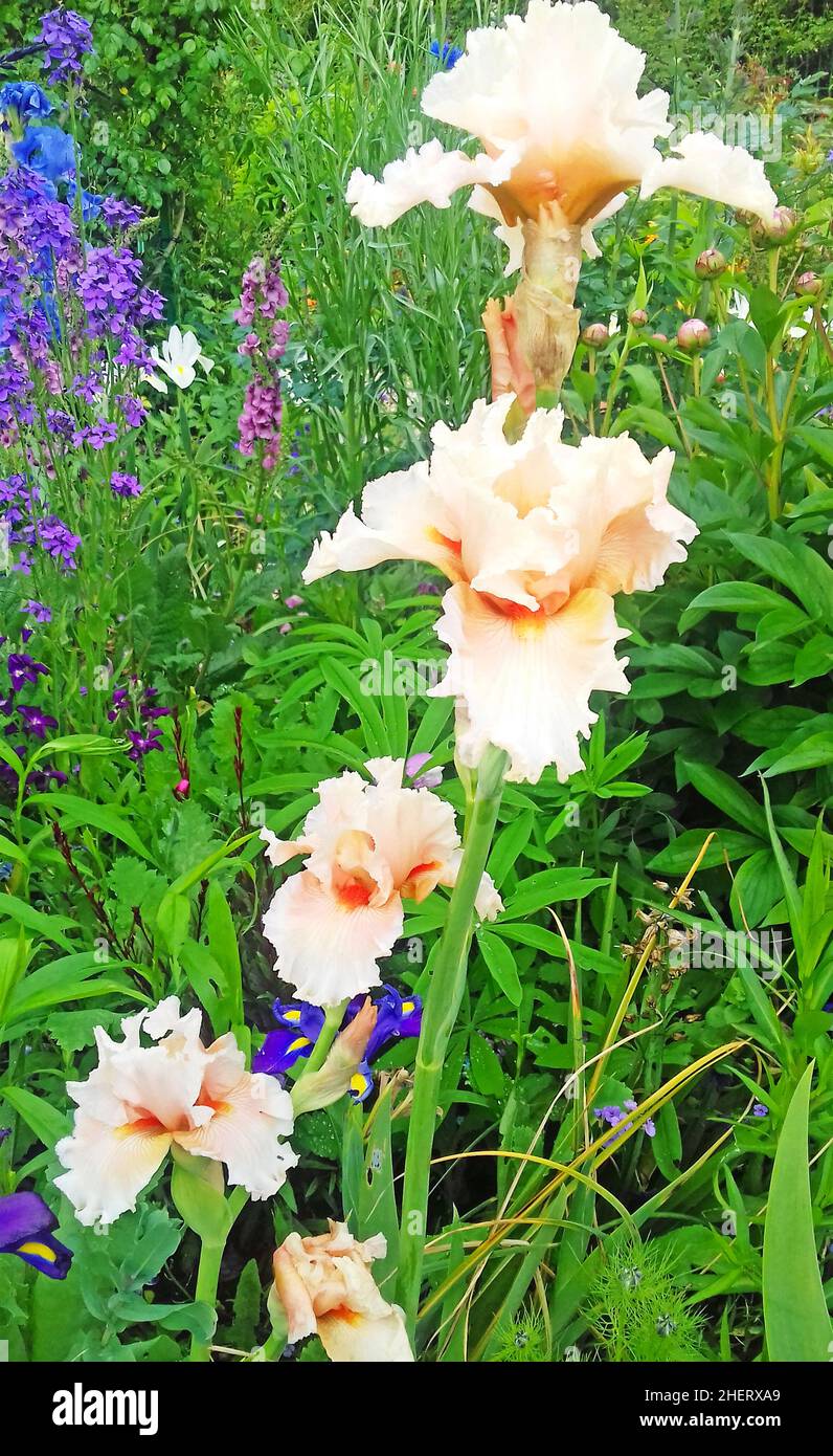 France lily flower hi-res stock photography and images - Alamy