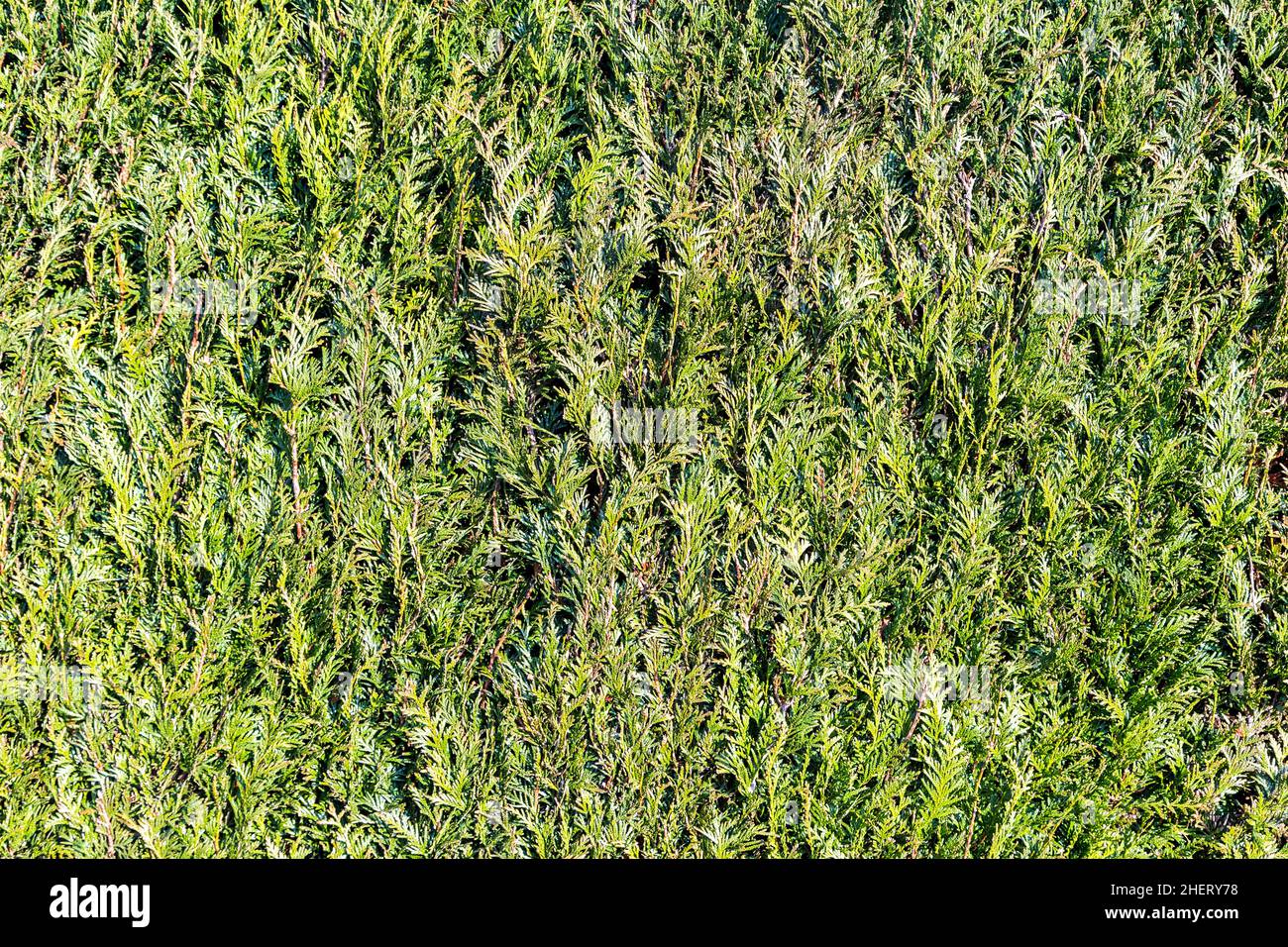 Green wall background dark edge Stock Photo - Alamy