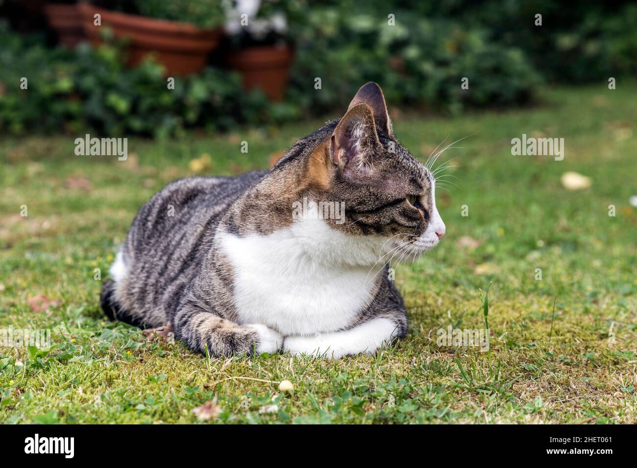 Cat looks forward sitting hi-res stock photography and images - Alamy
