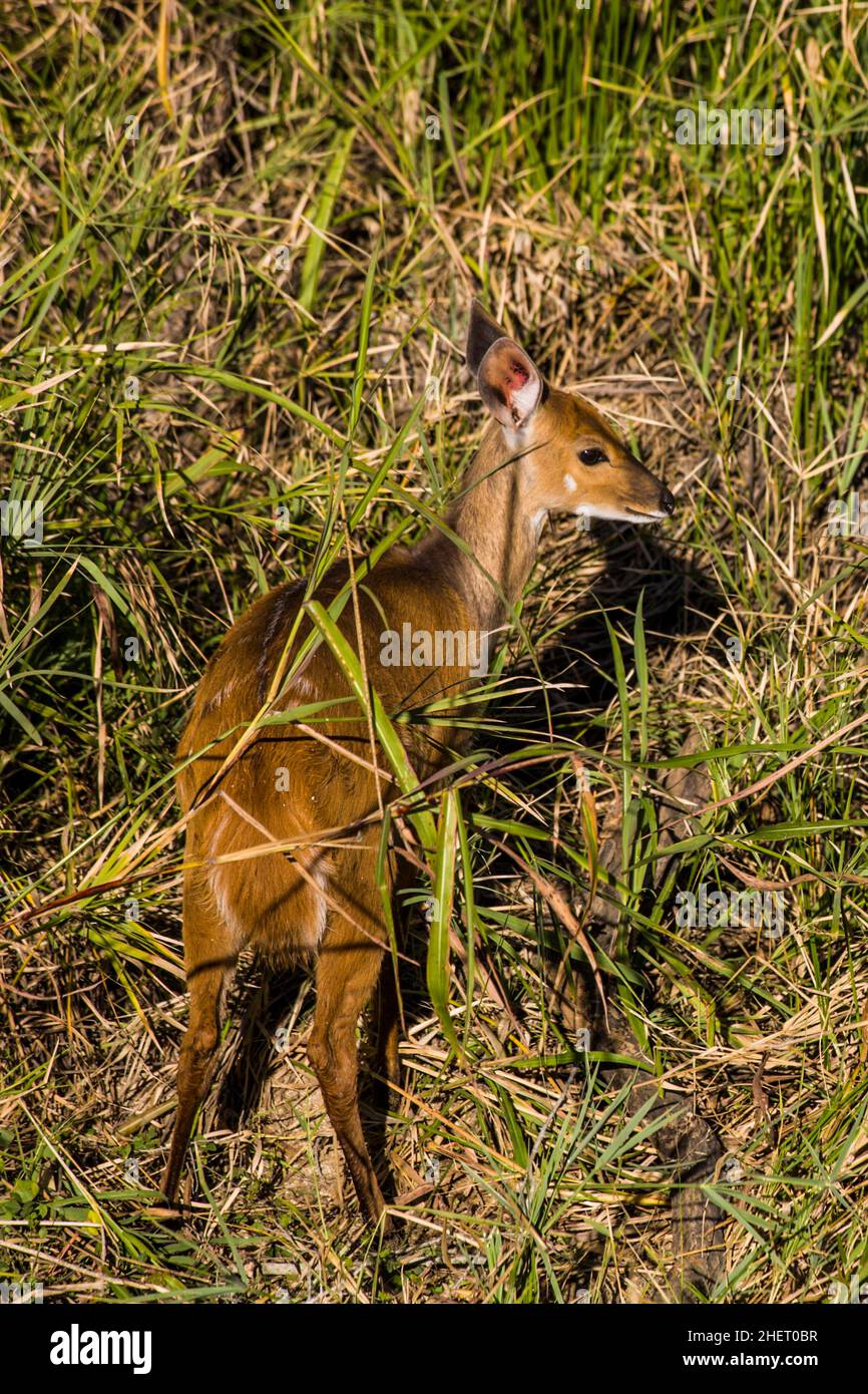 Bushbuck (Tragelaphus scriptus), Manyeleti Game Reserve, South Africa ...