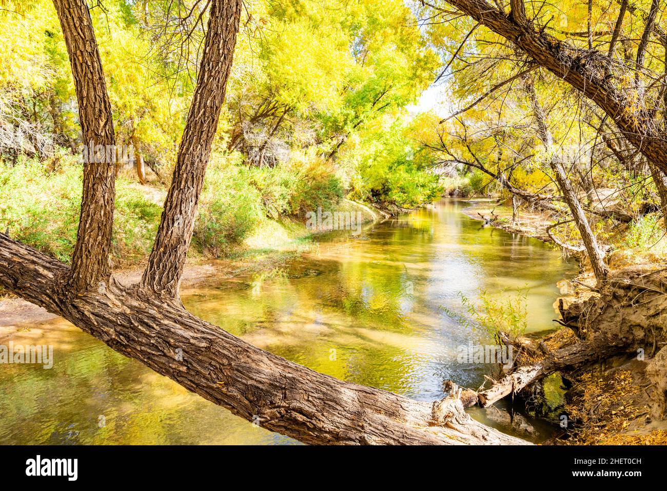 Fall colors glow in overhanging trees reflected in the Gila River in ...
