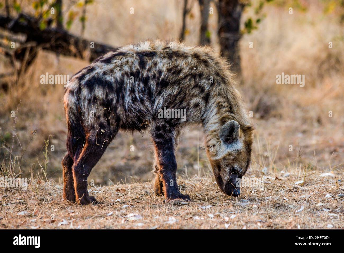 Spotted hyena (Crocuta crocuta), Kruger National Park, South Africa ...