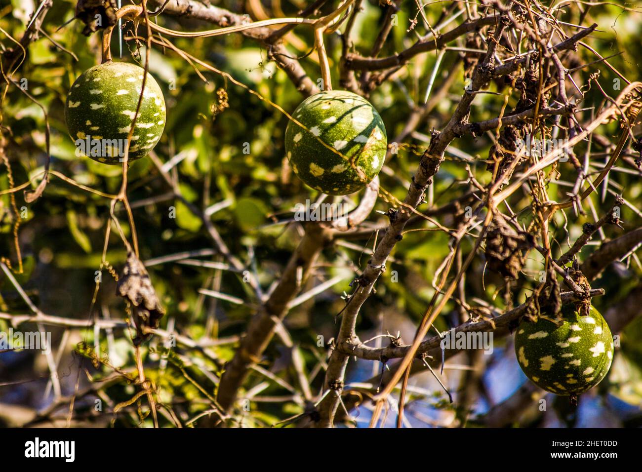 Wild calabash (Lagenaria sphaerica), Kruger National Park, South Africa ...