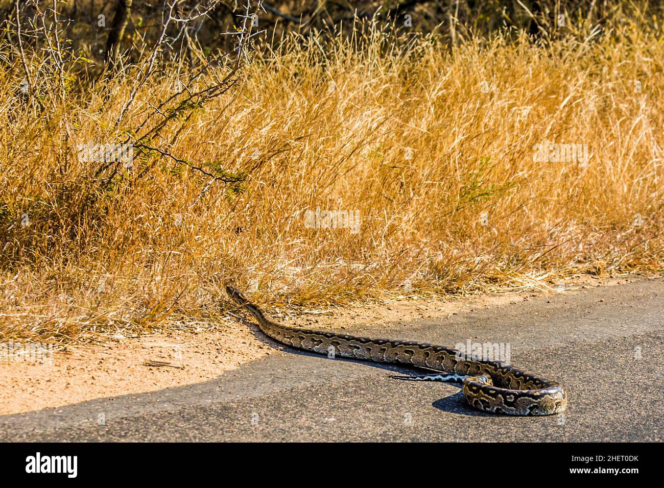 Phyton (Pythonidae), Kruger National Park, South Africa Stock Photo - Alamy