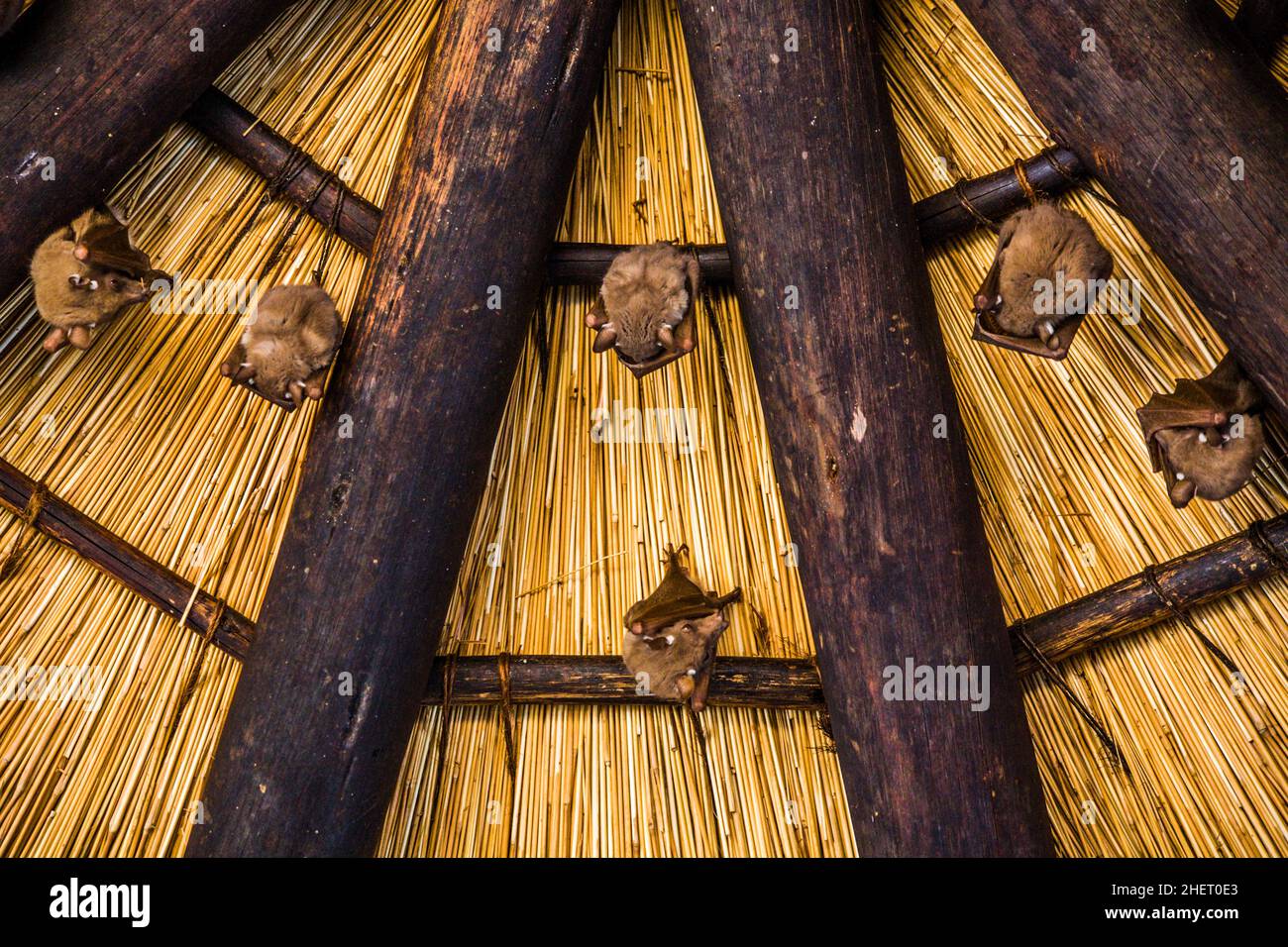 Microbats (Microchiroptera), peters epauletted fruit bat, fruit bats ...