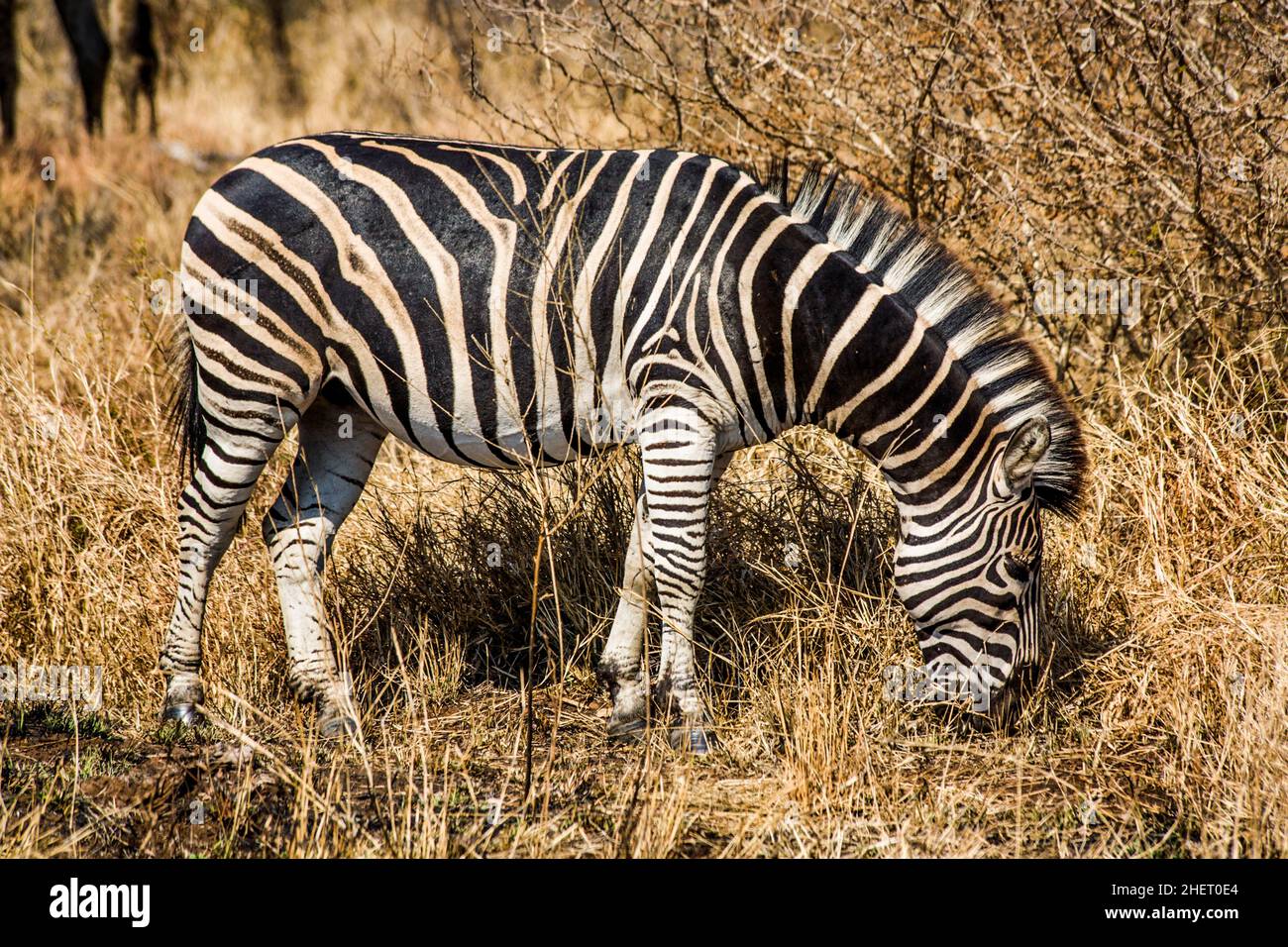 Plains zebra (Equus quagga), Kruger National Park, South Africa Stock ...