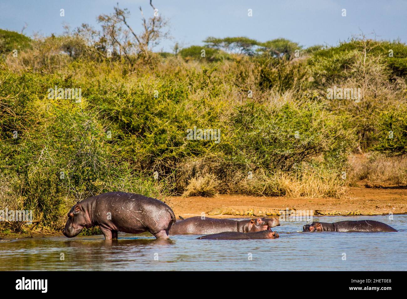 Hippos, Hippopotamus (Hippopotamus amphibius) Kruger National Park ...