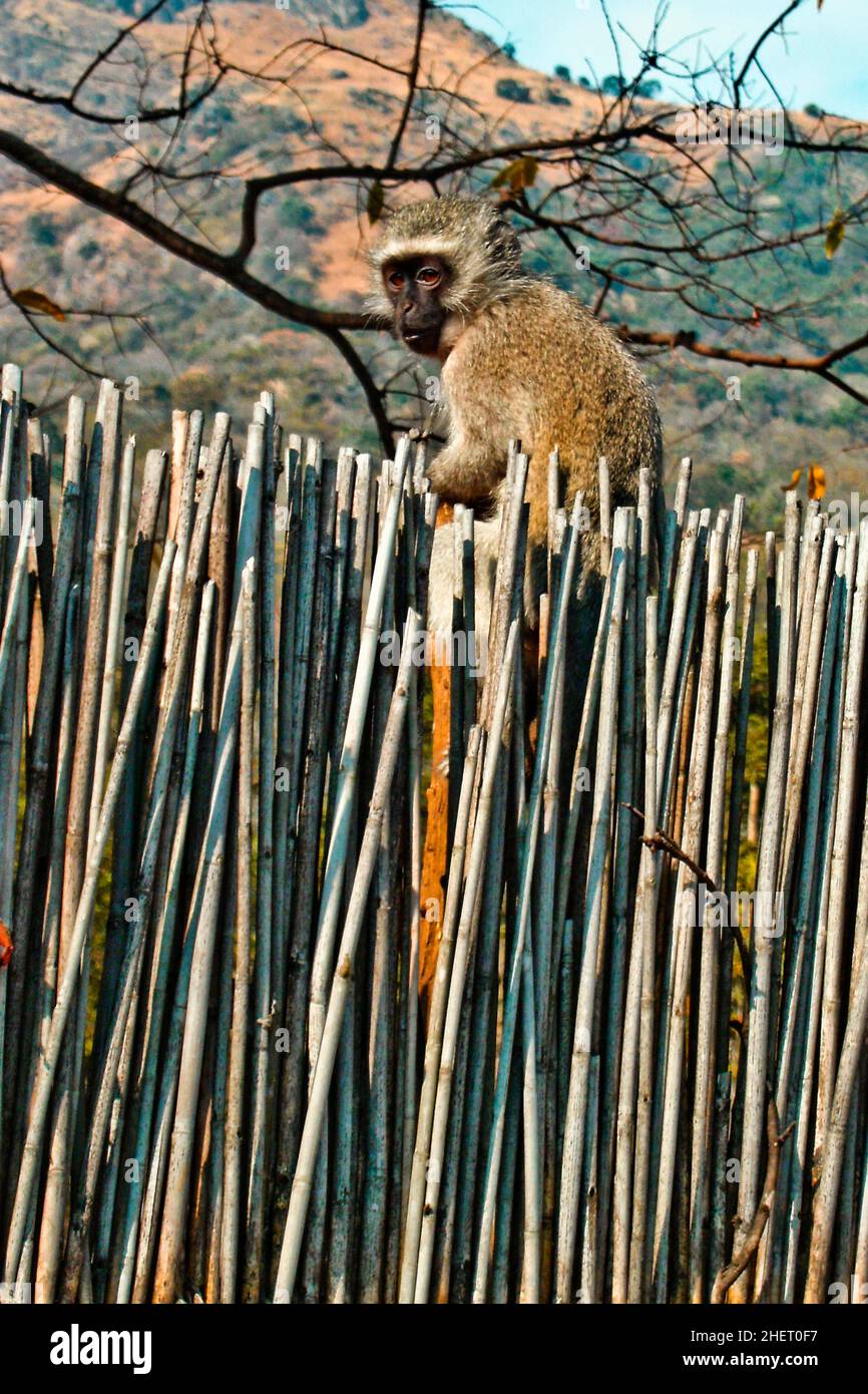 Insights into the lives of the Swazis, Swazi Cultural Village, Wildlife ...