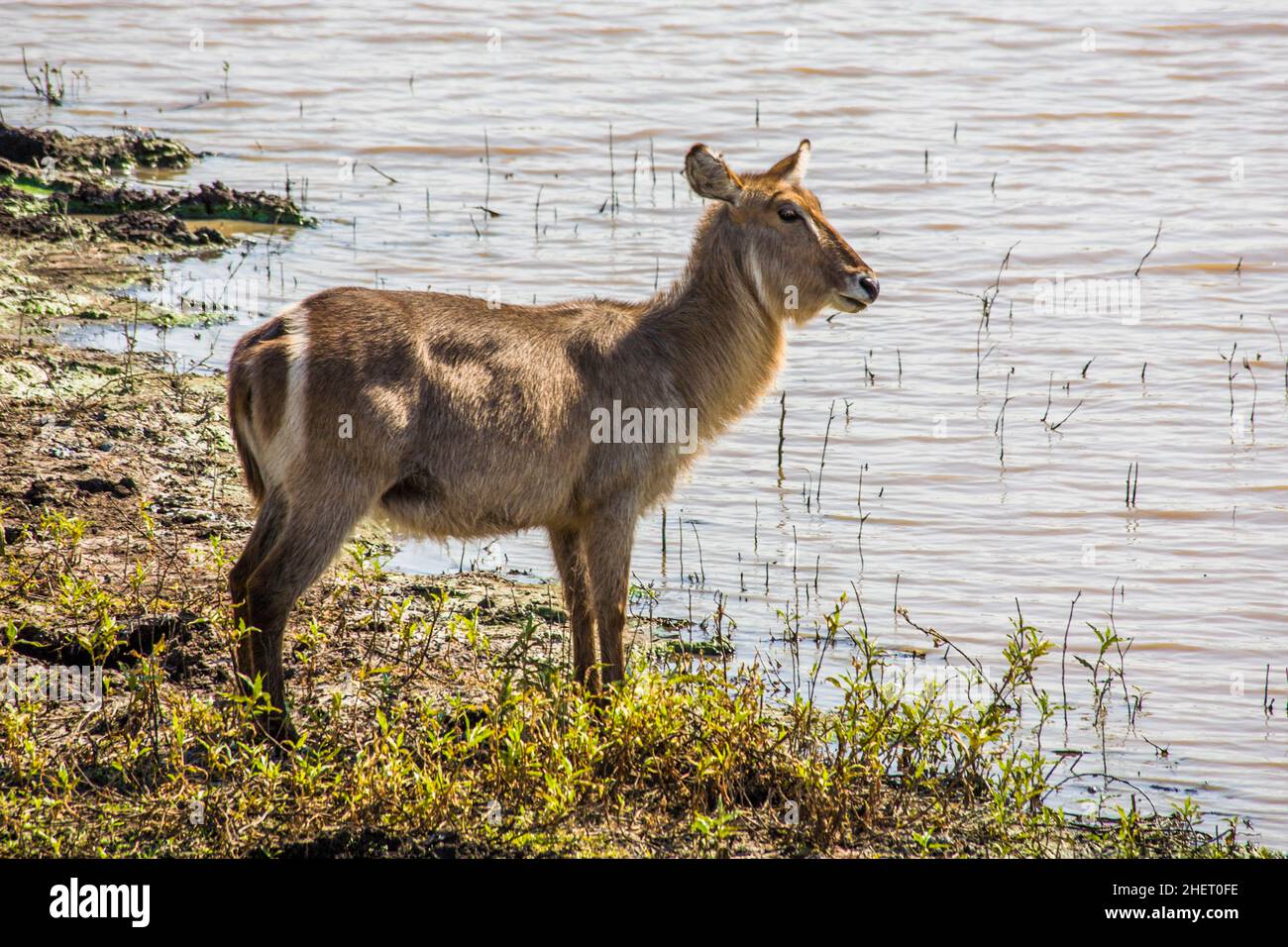 Female waterbuck (Kobus), Kruger National Park, South Africa Stock ...