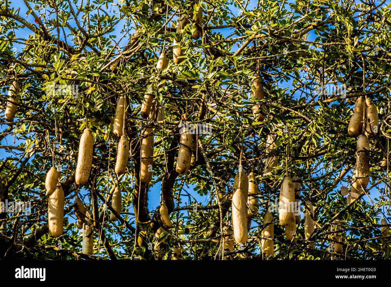 Sausage tree (Kigelia africana), kigelia, Kruger National Park, South ...